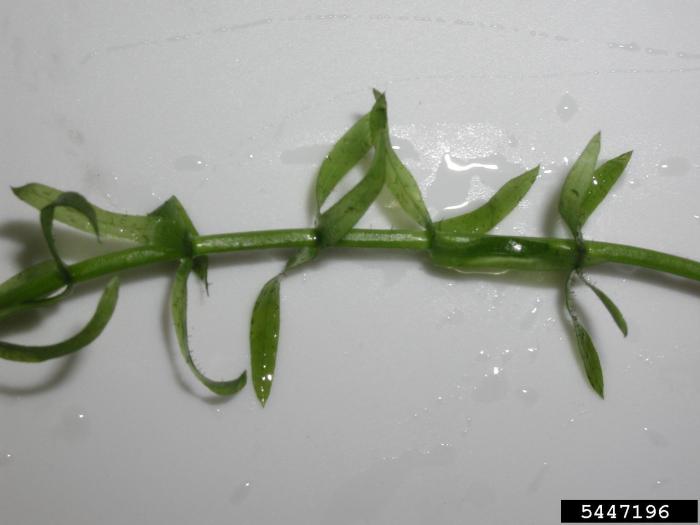 Brazilian elodea | Vermont Invasives