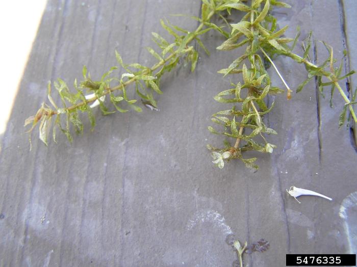 Hydrilla | Vermont Invasives