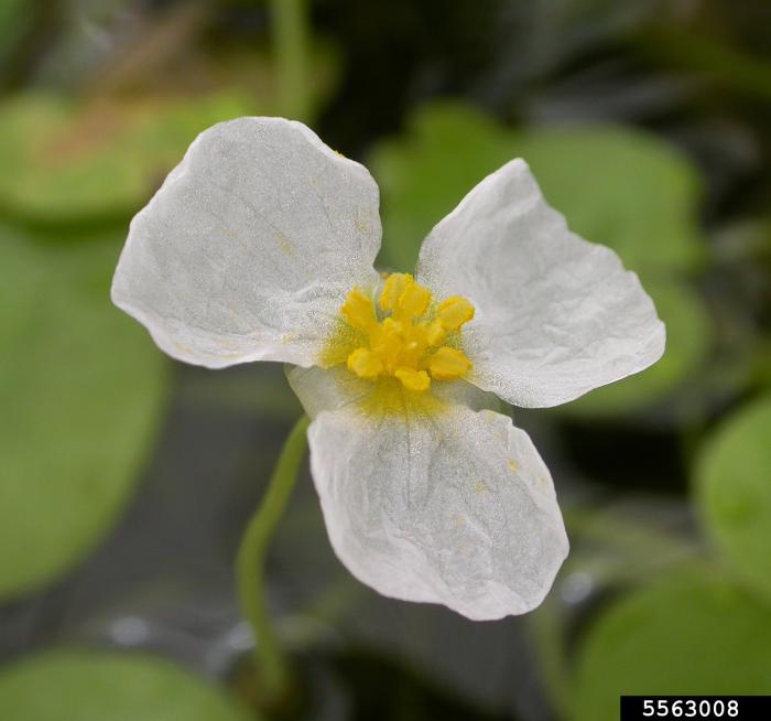 frogbit flower