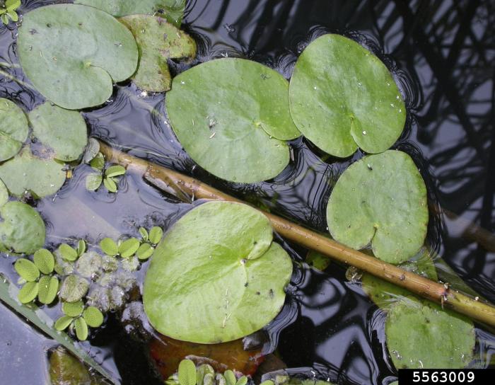 frogbit lily