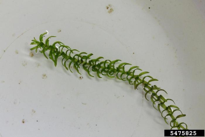 Brazilian elodea | Vermont Invasives