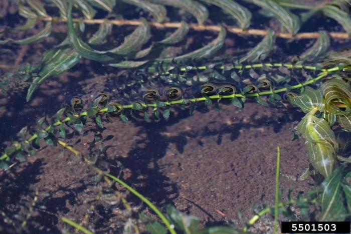 Brazilian elodea | Vermont Invasives