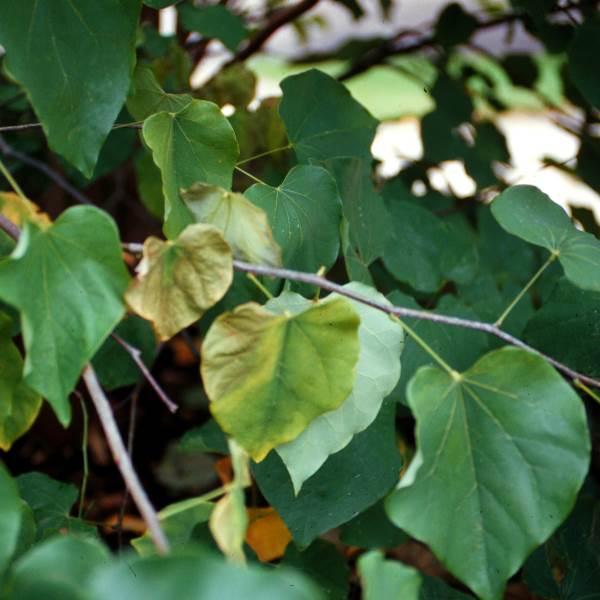 Laurel Wilt | Vermont Invasives