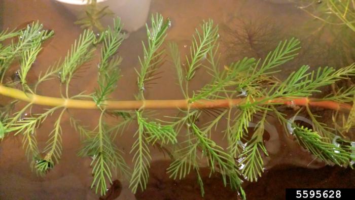 Parrot feather | Vermont Invasives