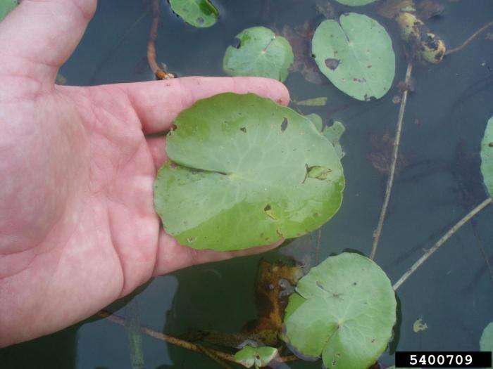 Yellow floating-heart | Vermont Invasives