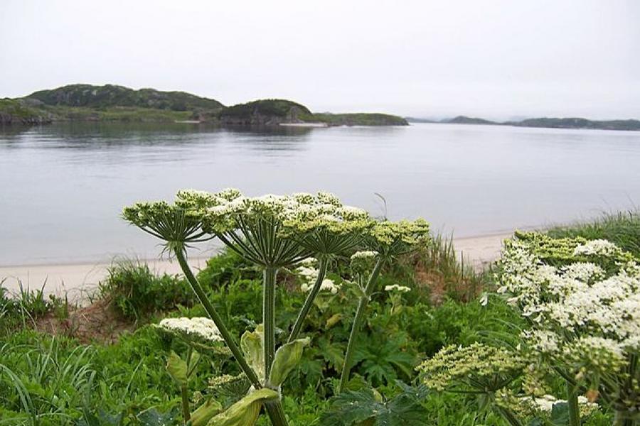Bud Buds and Wild Parsnip | Vermont Invasives