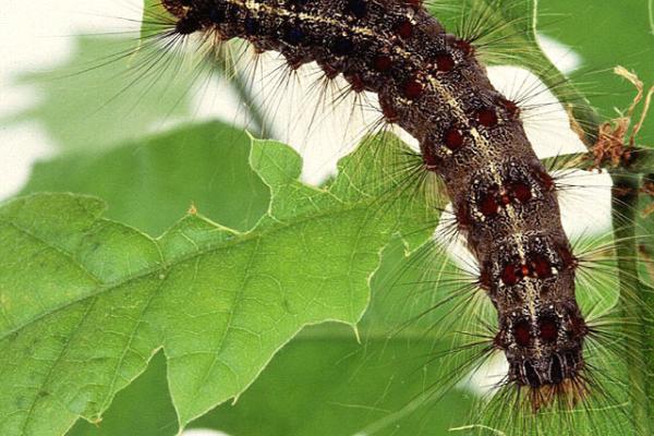 Home | Vermont Invasives