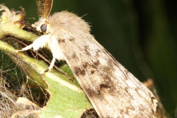 Home | Vermont Invasives