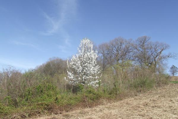 Home | Vermont Invasives