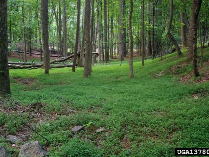 Home | Vermont Invasives