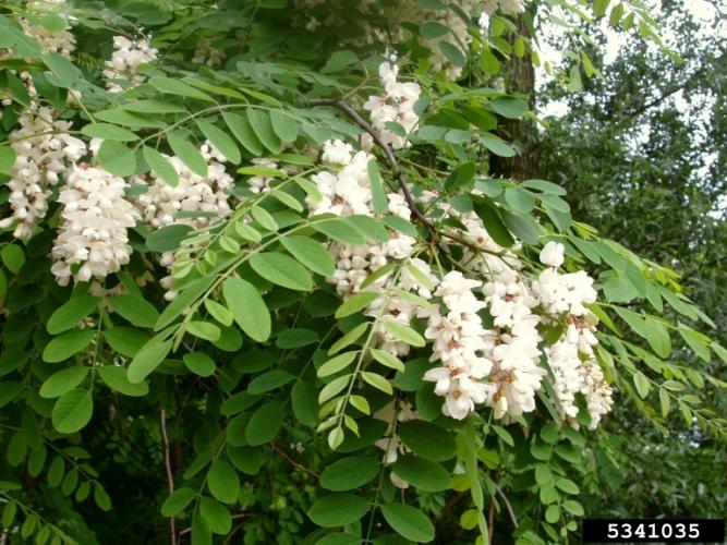 Black Locust | Vermont Invasives