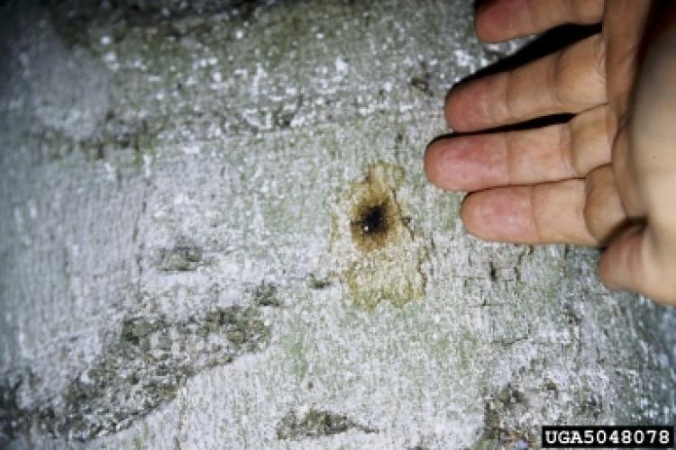 Beech Bark Disease | Vermont Invasives