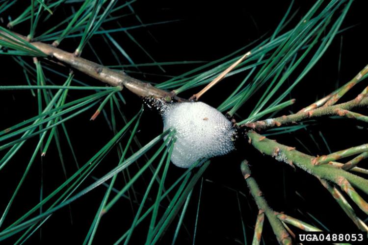 Hemlock Woolly Adelgid | Vermont Invasives