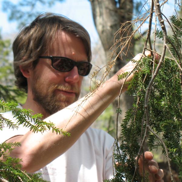 Summer 2017 Vermont Hemlock Woolly Adelgid Update | Vermont Invasives